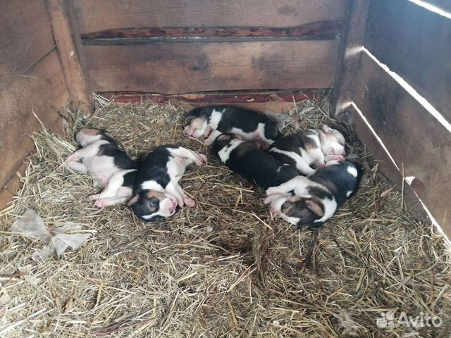 Русская пегая гончая