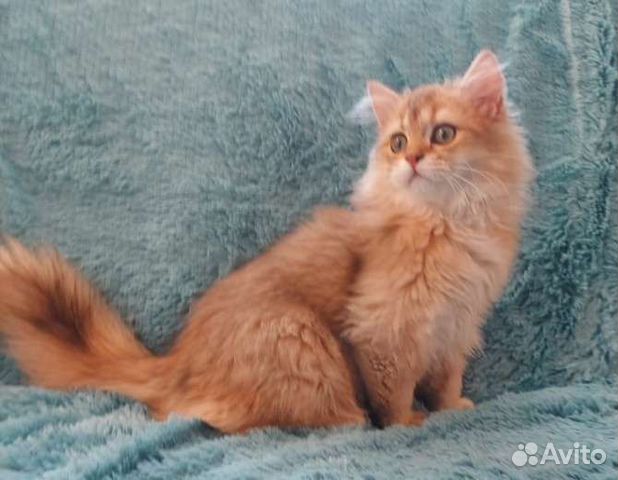 Мальчик золотой шотландский