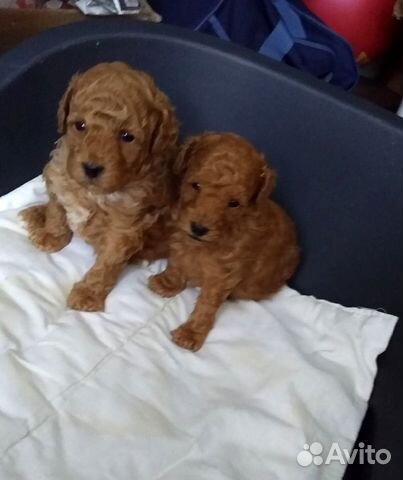 Абрикосики миниатюрный (той) пудель