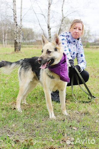 Овчарка ищет добрые руки и любящую семью