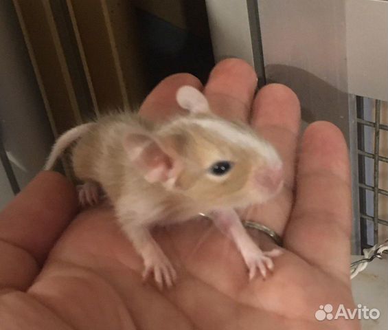 Дегу малыши цветные