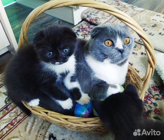 Шотландская вислоухая