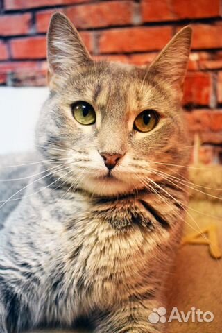 Кошечка Фрося 1,5 года ищет дом