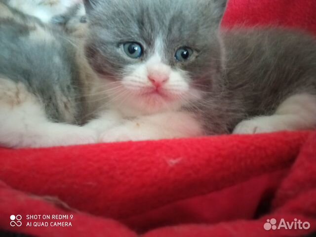 Мальчик и голубокремовые девочки с короткими лапка