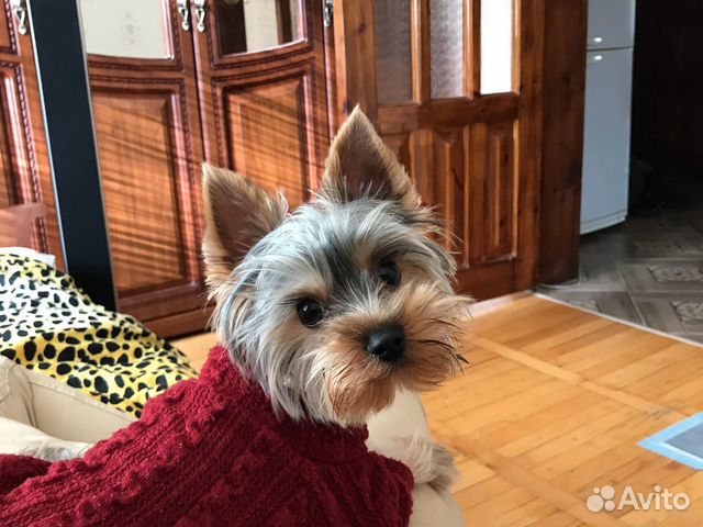 Ищем невесту