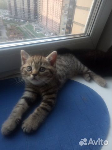 Кошки