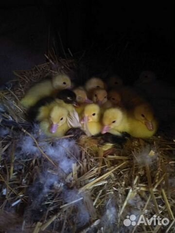 Мускусные утята индоутки