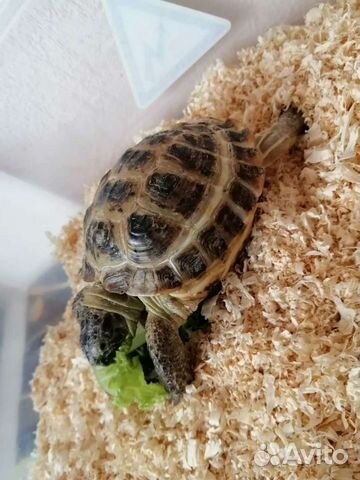 Черепаха сухопутная