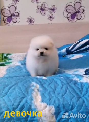 Шпиц белоснежная девочка