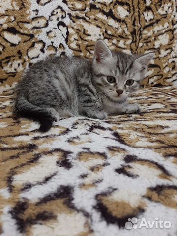 Котятки в добрые руки