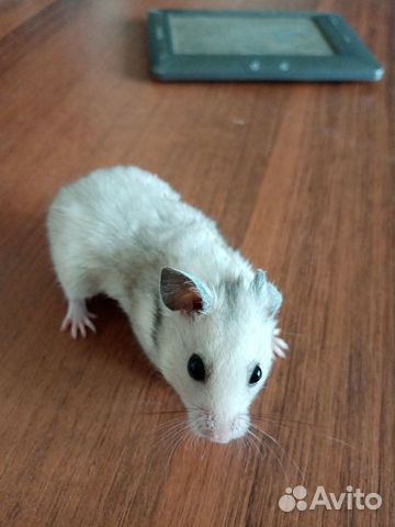 Сирийские хомячки