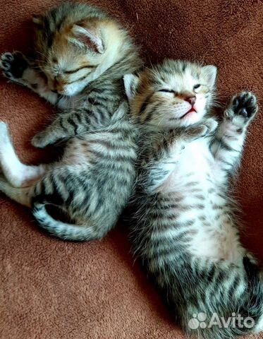 Отдам котяточек,маленьких пушистиков