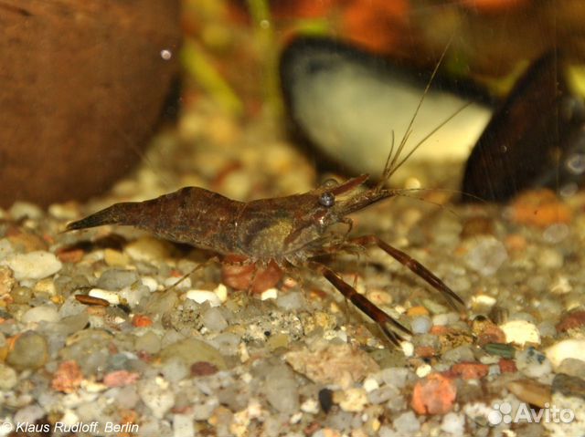 Креветка макробрахиум обмен