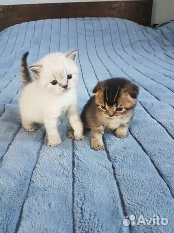 Продам Шотландские котята