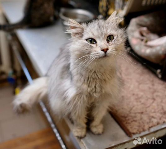 Кошечка Сонечка в добрые руки