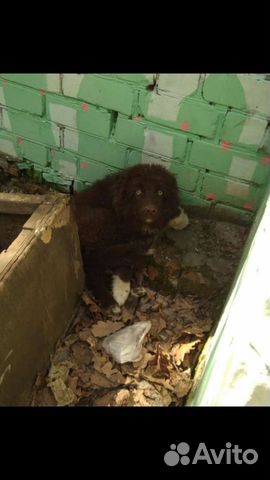 Щенок собака мальчик кобель в добрые руки