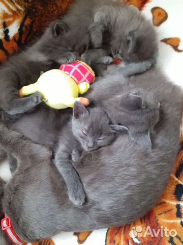 Котята