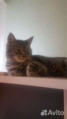 Полуперсидские коты