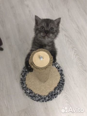 Продам котенка Скоттиш Страйк шотландец