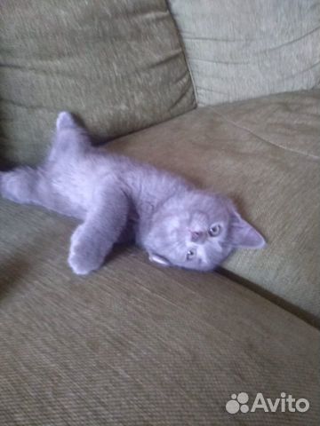 Котик ищет семью
