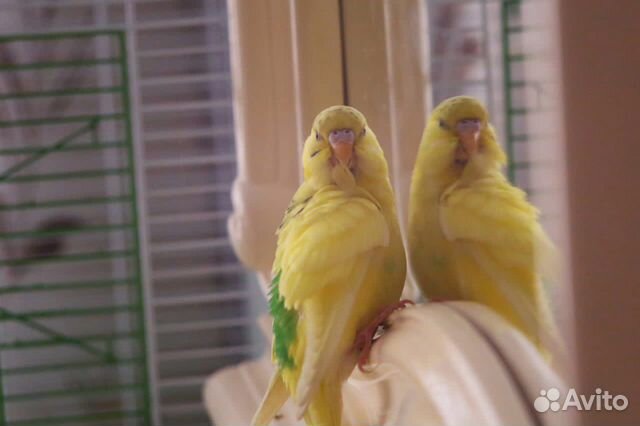 Попугай с клеткой