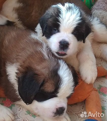 Сенбернар с документами Брид и Шоу класса