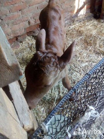 Телёнок бычёк