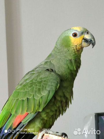 Венесуэльский амазон