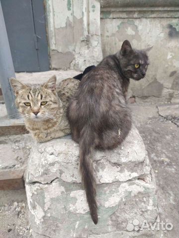 Котята, 5-6 мес