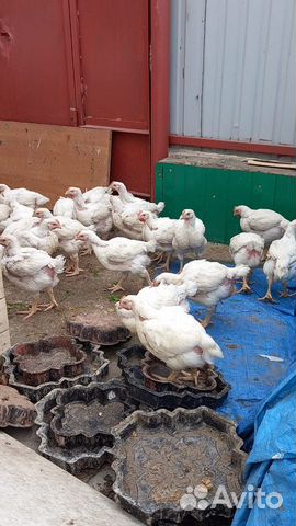 Бройлеры подрощенные