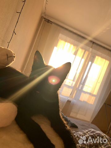 Отдам котика в добрые руки