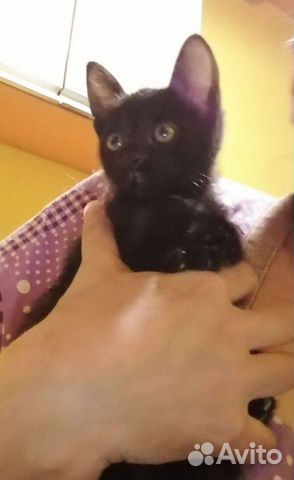 Крошка Сара