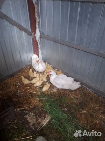 Индоутка с утятами