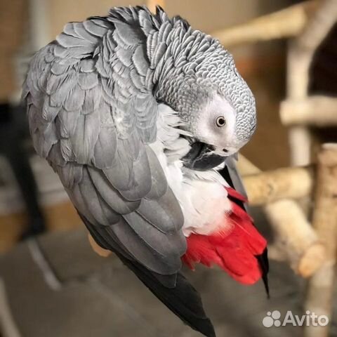 Большой серый попугай