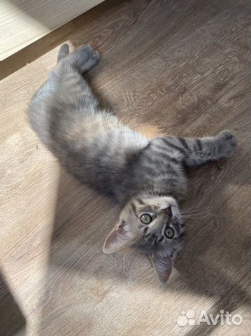 Шикарный котёнок