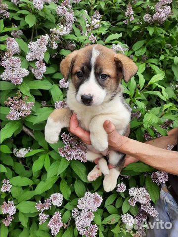 Щенок 1, 5 мес