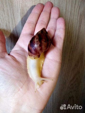 Улитки ахатины