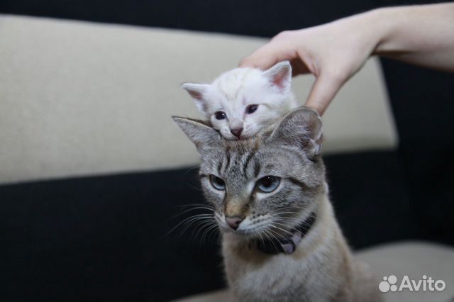 Котята