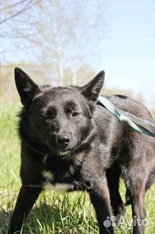 Собака Каспер в самые надёжные руки