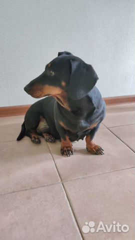 Такса в добрые руки