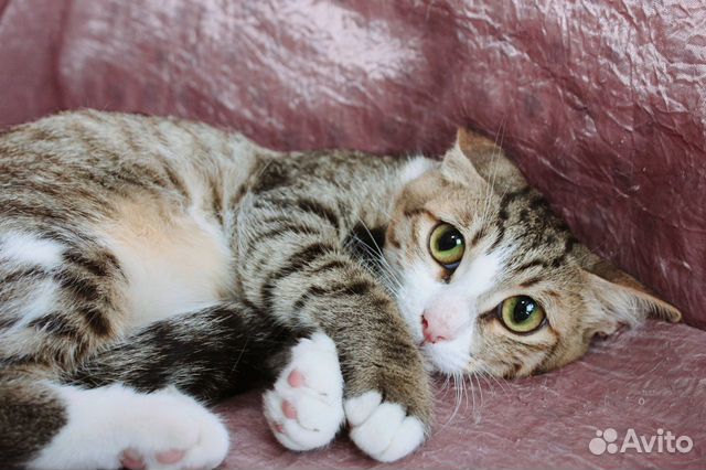 Котик Ленюшка