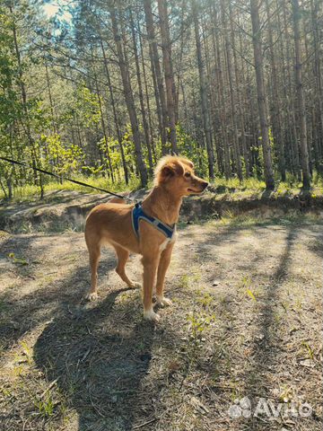 Ищет дом не Брльная Собачка Веснушка