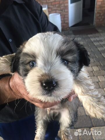 Данок-полухаски