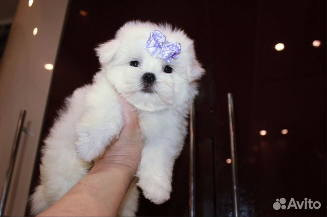 Красавчик мальчик мальтезе 2 мес