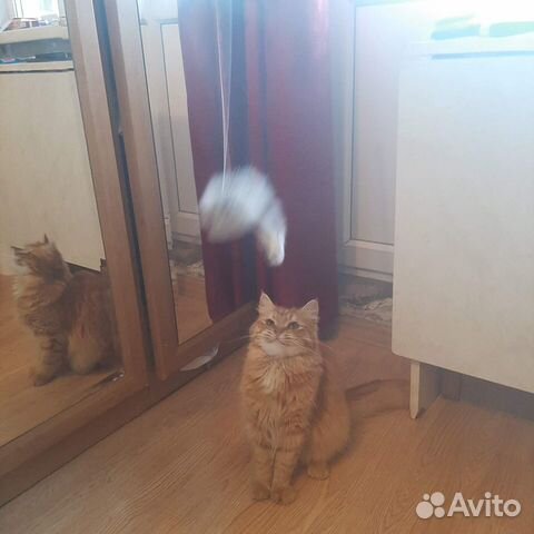 Кот в добрые руки