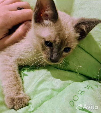 Сиамская кошка