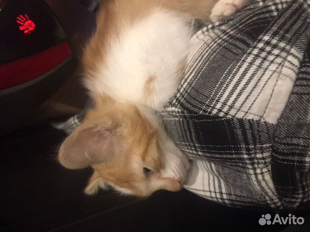Рыжий котенок в добрые руки