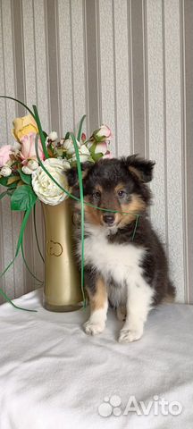 Щенок шелти