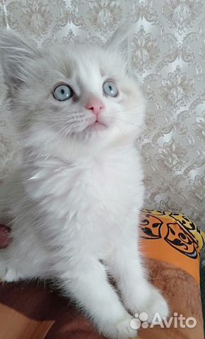 Фенотип ангорской уошки