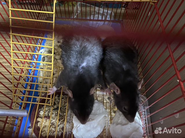 Крысы девочки